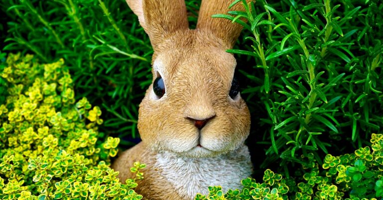 Lapins 2025 : Guide Pratique de la Reproduction et Gestation
